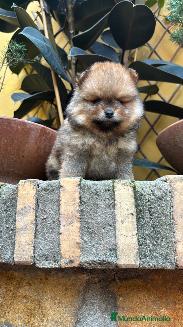 Pomerania Lulu cara de oso en venta en Barcelona | MundoAnimalia