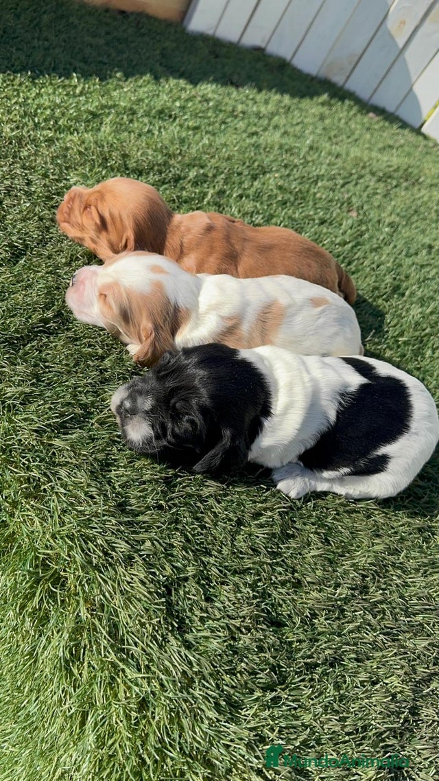 COCKER SPANIEL INGLES en venta en Lebrija | MundoAnimalia