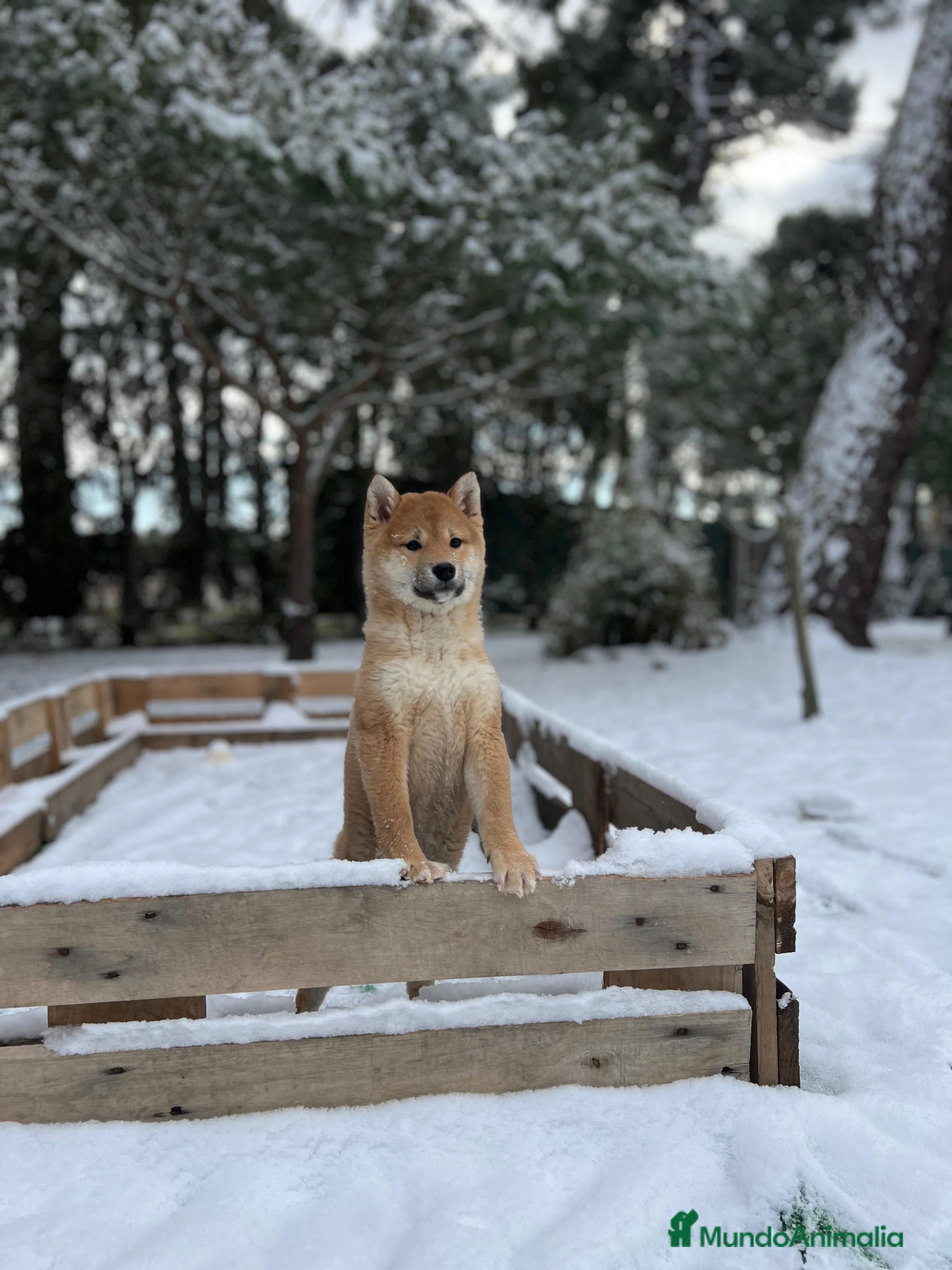 Shiba inus hembra 5 meses en venta en Nava de la Asunción | MundoAnimalia
