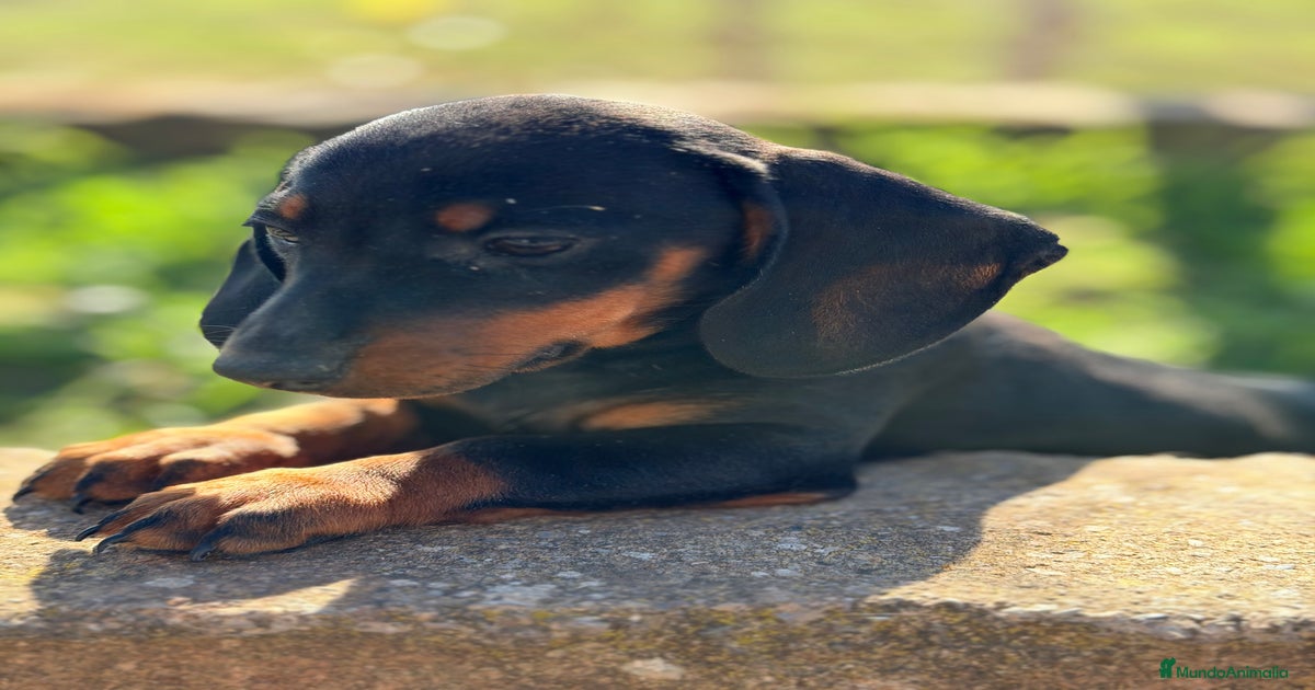 Teckel negro fuego mini en venta en Piera | MundoAnimalia