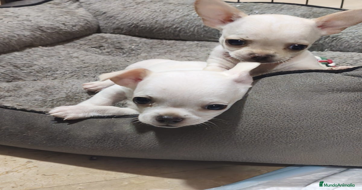 ULTIMO MACHITO CHIHUAHUA ️ en venta en Barcelona | MundoAnimalia