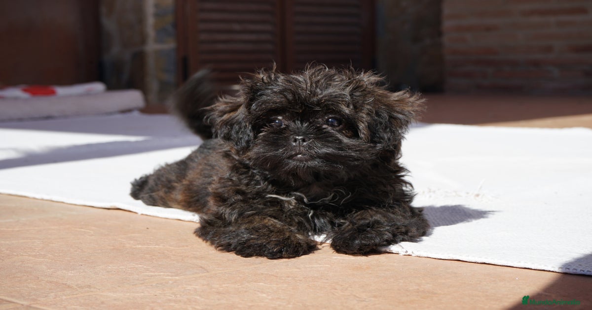 🌟 SUPER BERTA MALTIPOO HEMBRA 🌟 en venta en Madrid | MundoAnimalia