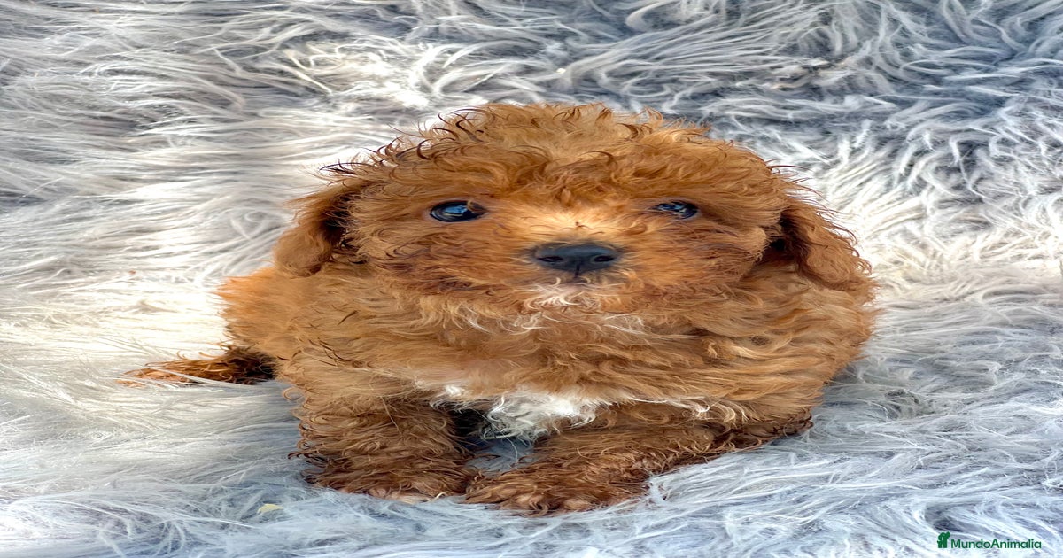 Caniche toy rojo en venta en | MundoAnimalia