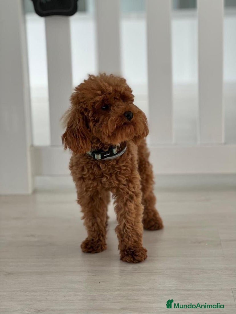 Caniche Toy Rojo disponible para monta para monta en Liria | MundoAnimalia