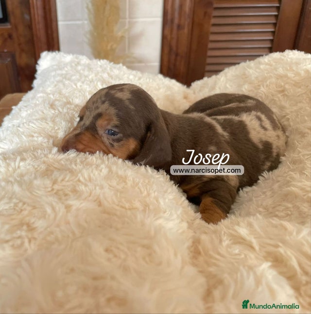 TECKEL MERLE CHOCOLATE MACHO en venta en Ciudad Real | MundoAnimalia