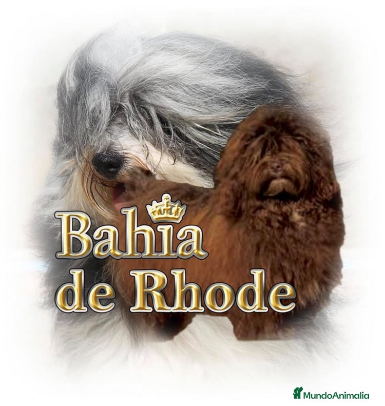 Cavapoo Perros Raza - Características, Fotos & Precio | MundoAnimalia