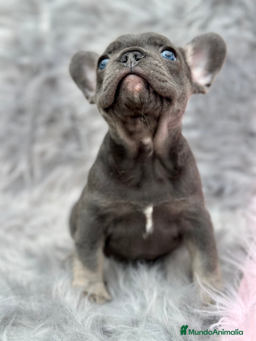 Weimaraner Perros Raza - Características, Fotos & Precio | MundoAnimalia