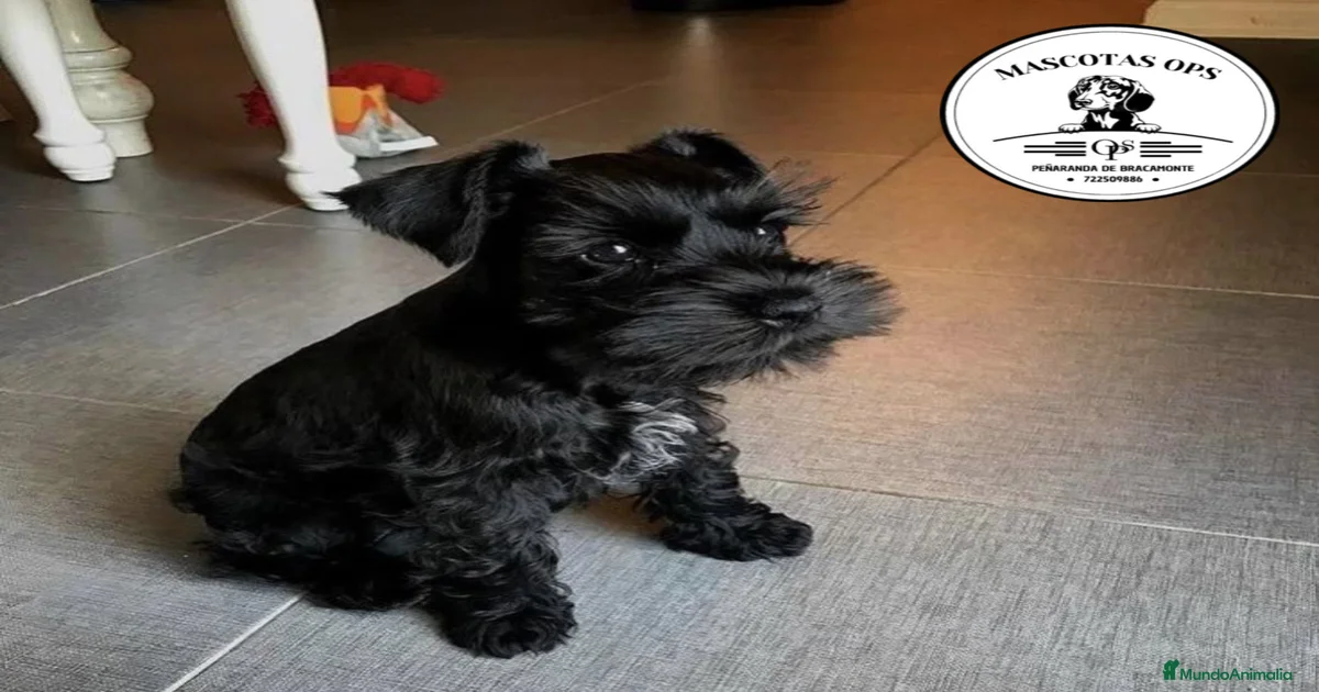 Schnauzer miniatura en venta en Peñaranda de Bracamonte | MundoAnimalia