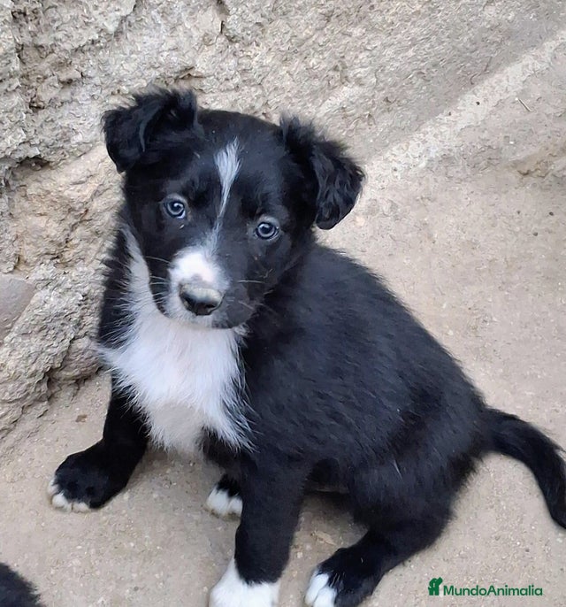 Boder collie Villaviciosa de odon en venta en Navalcarnero | MundoAnimalia