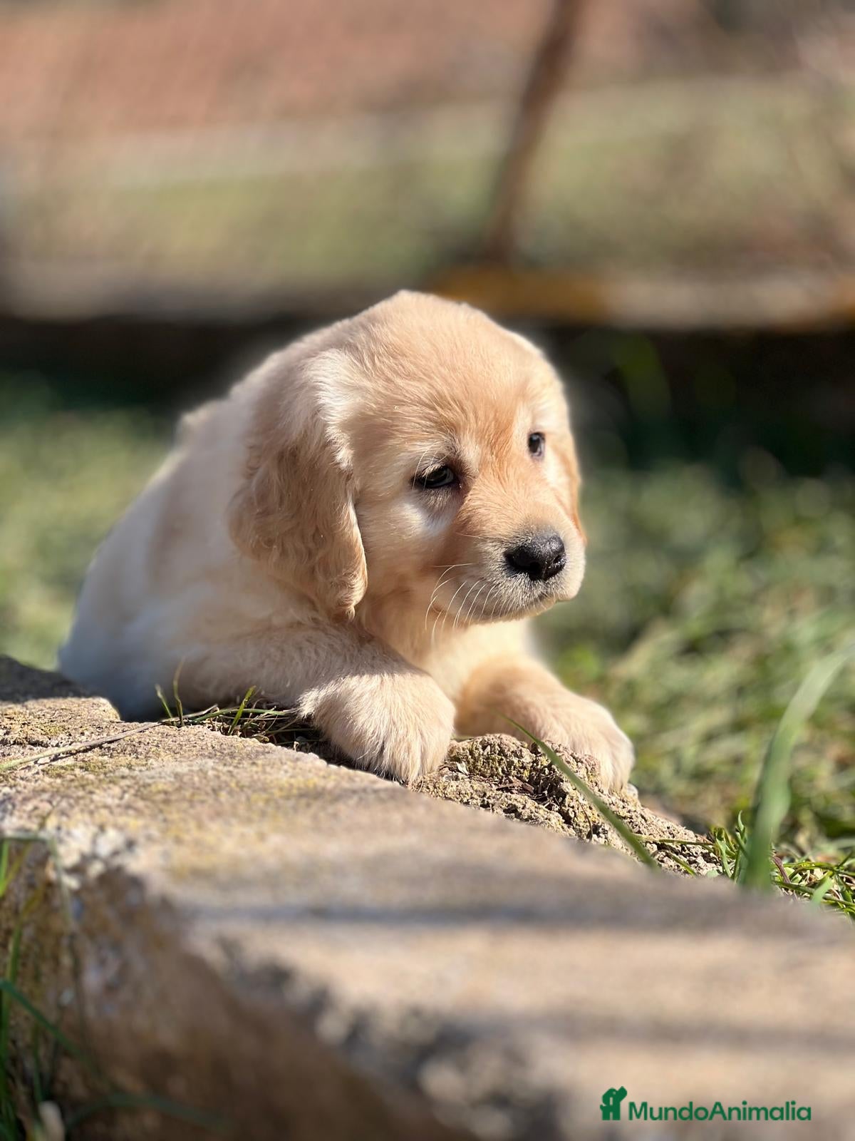 Labrador Fluffy pelo largo en venta en | MundoAnimalia