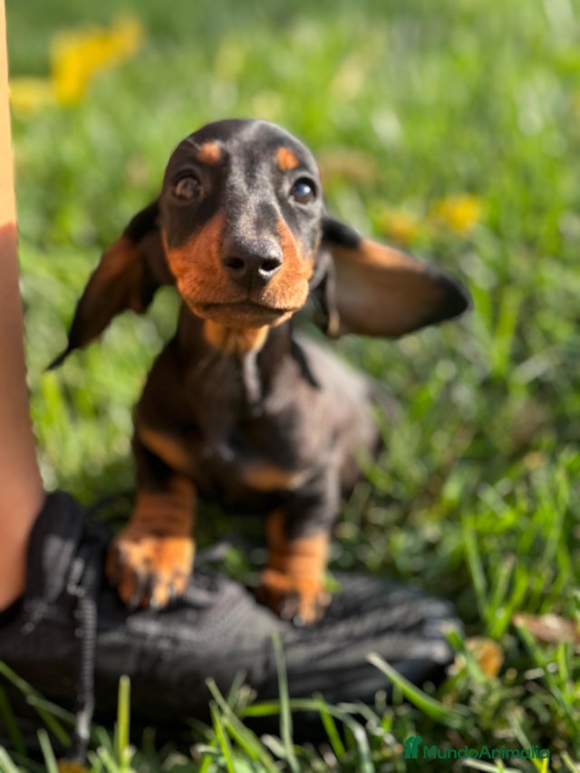TECKEL KANINCHEN NEGRO FUEGO en venta en Valencia | MundoAnimalia