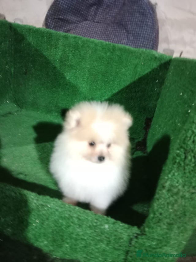 Lulú de pomerania toy en venta en Santa Fe | MundoAnimalia