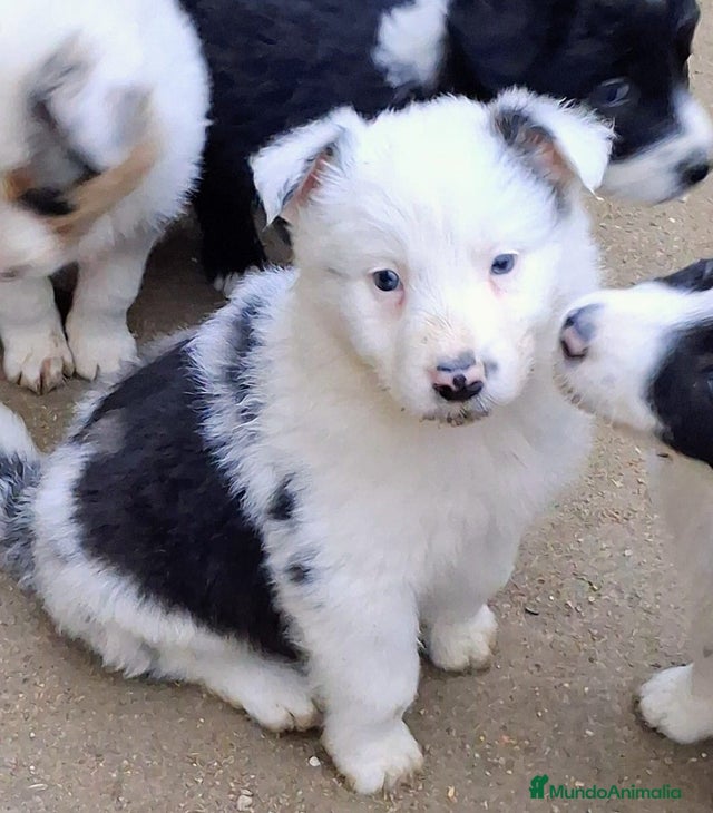 Boder collie en venta en Navalcarnero | MundoAnimalia
