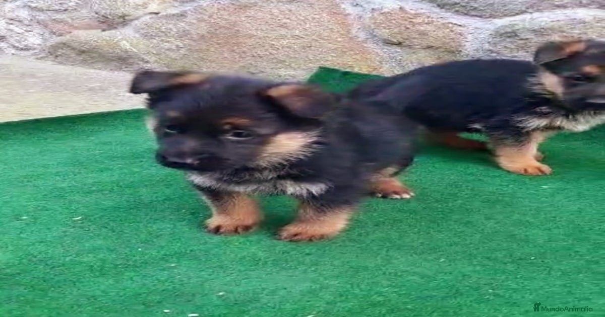 Cacho de pastor alemán en venta en Alba de Tormes | MundoAnimalia
