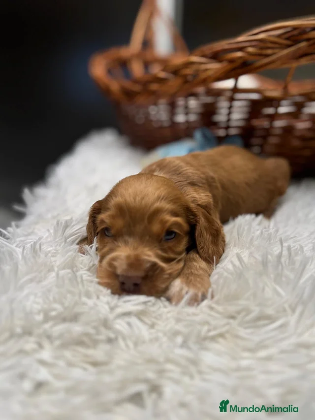 COCKER SPANIEL INGLES en venta en Lebrija | MundoAnimalia