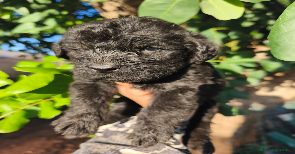 Labradoodle f1 en venta en Montroy | MundoAnimalia