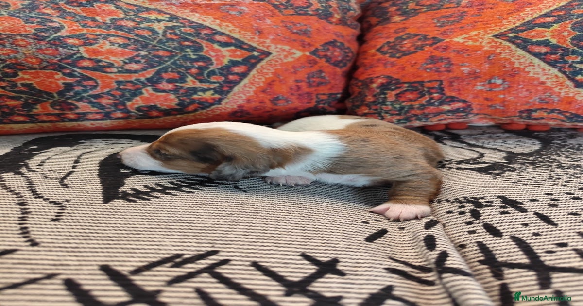 TECKEL KANINCHEN MACHO MERLE CHOCOLATE BLANCO en venta en Valencia ...