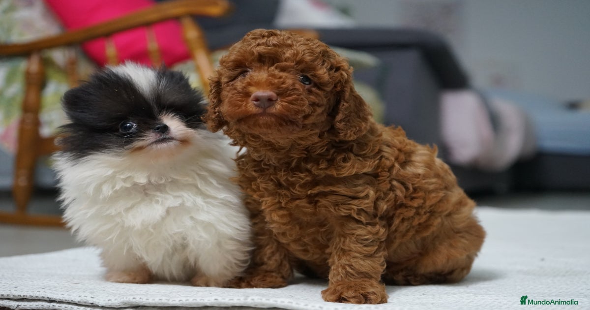 CANICHE TOY MACHO MR.GASPAR en venta en Madrid | MundoAnimalia