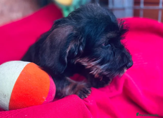 Teckel Pelo Duro Miniatura en venta en Chinchón | MundoAnimalia