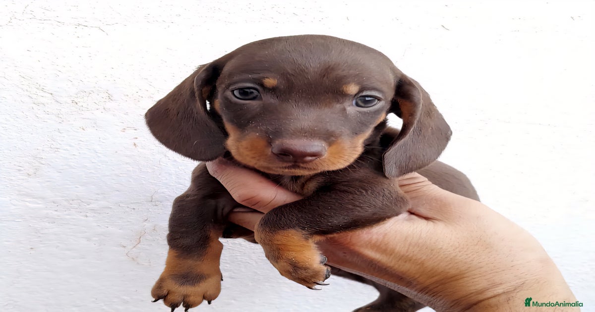 Teckel chocolate kaninchen/miniatura en venta en | MundoAnimalia