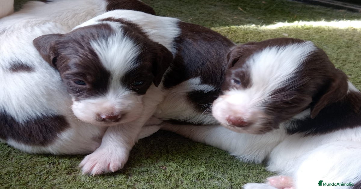 MACHITO SPANIEL BRETÓN en venta en Madrid | MundoAnimalia