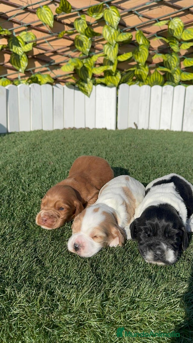 COCKER SPANIEL INGLES en venta en Lebrija | MundoAnimalia