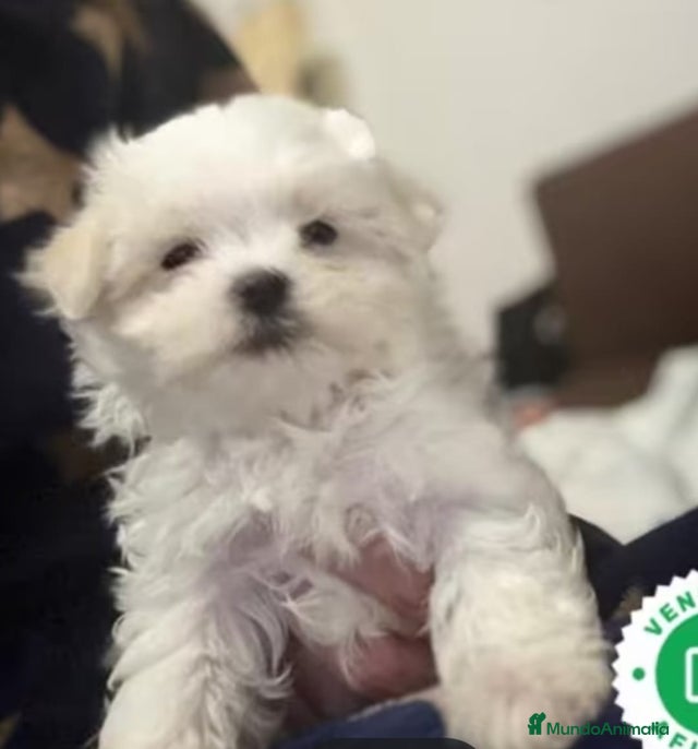 Bichón maltes mini en venta en Totana | MundoAnimalia