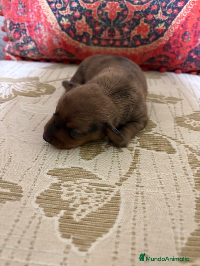 Teckel miniatura Merle chocolate precioso macho en venta en Madrid ...