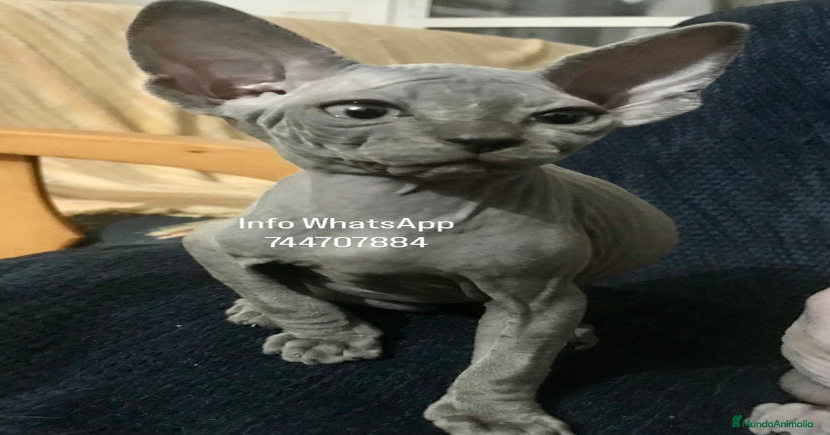 Sphynx hembra blue en venta en Málaga | MundoAnimalia