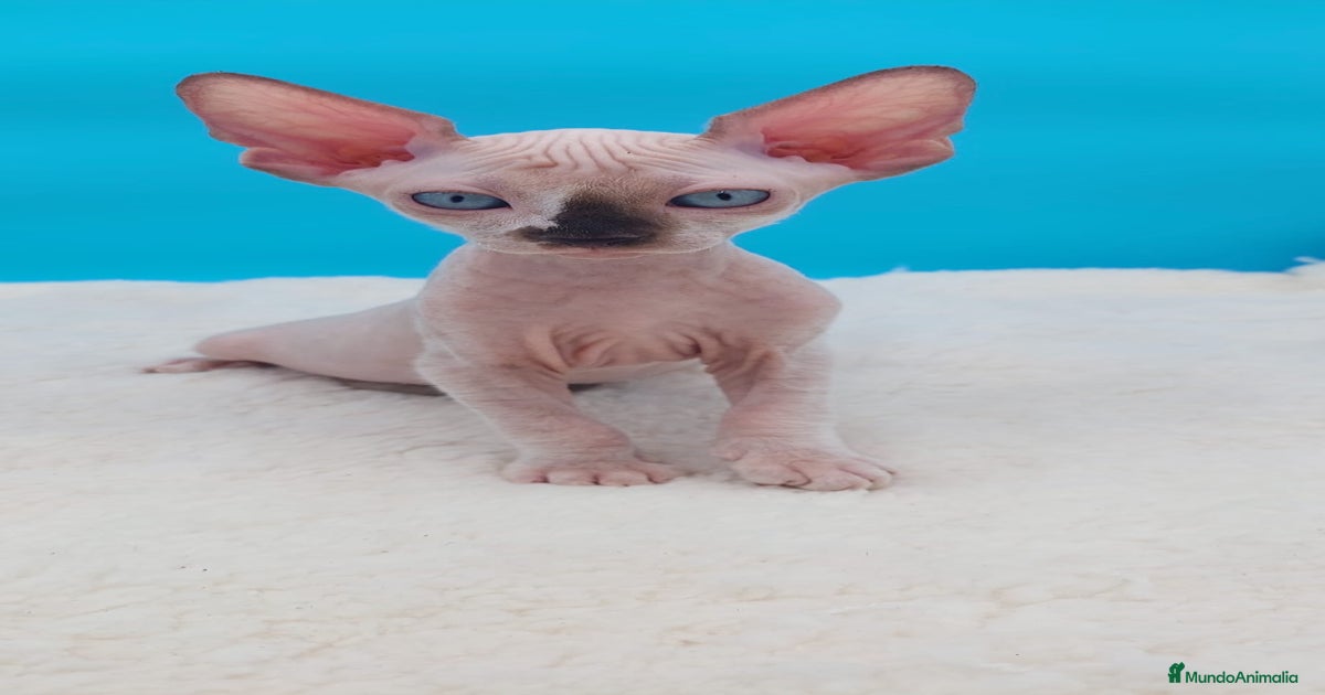 Precioso machito sphynx en venta en Chauchina | MundoAnimalia