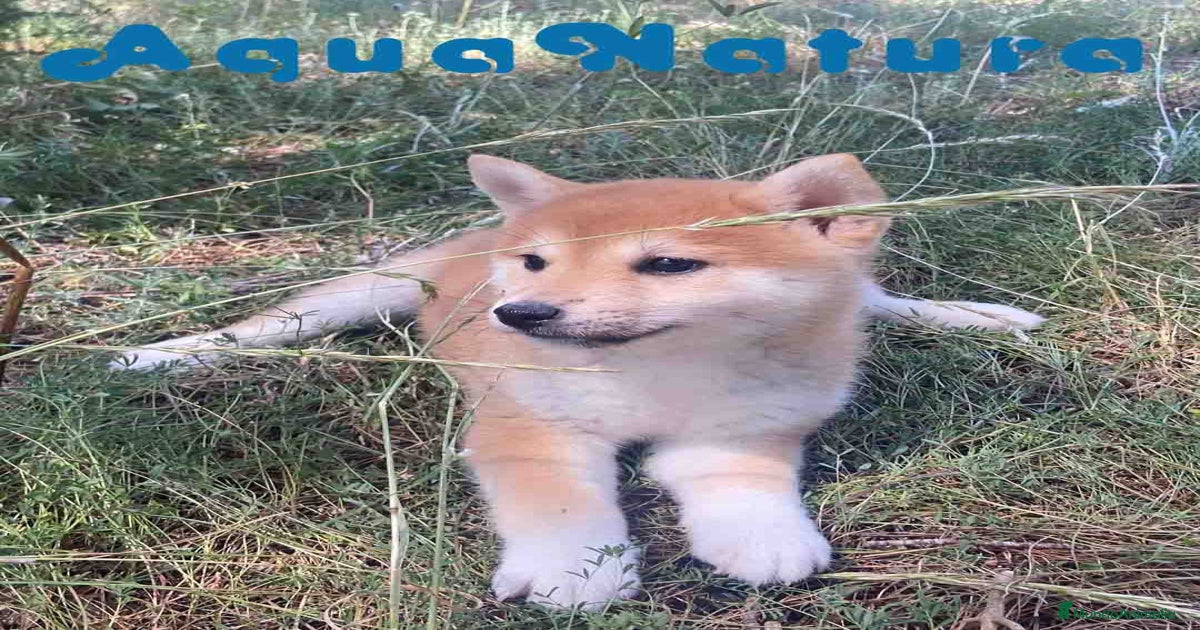Shiba Inu Hembra de Maya y Silvio 1828 AQUANATURA en venta en Barcelona ...