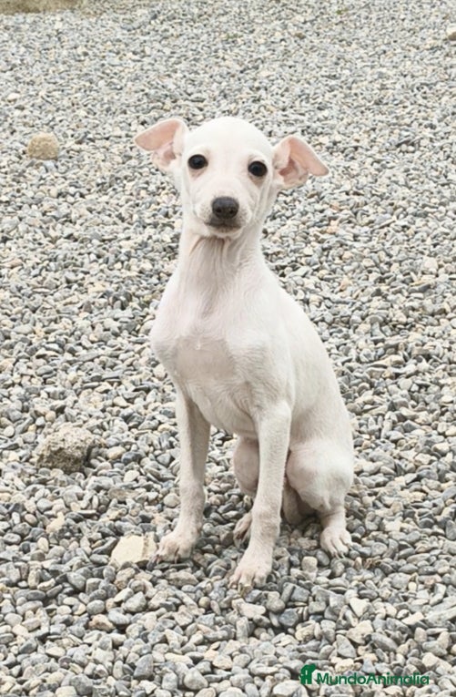 Machito blanco crema impresionante en venta en Valencia | MundoAnimalia