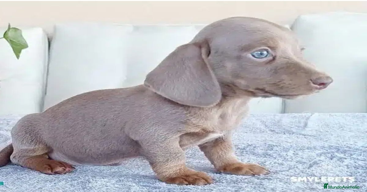 Teckel isabella en venta en Alicante | MundoAnimalia