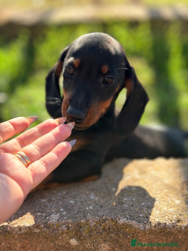 Teckel negro fuego mini en venta en Piera | MundoAnimalia
