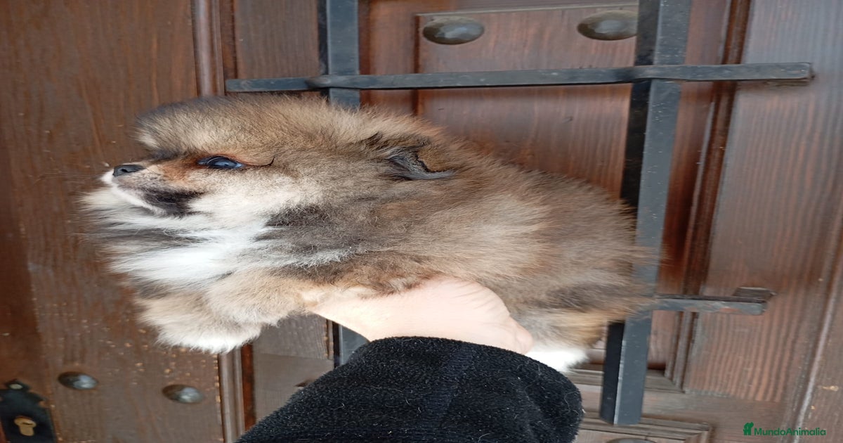 Lulu pomerania cara de oso toy en venta en Murcia | MundoAnimalia