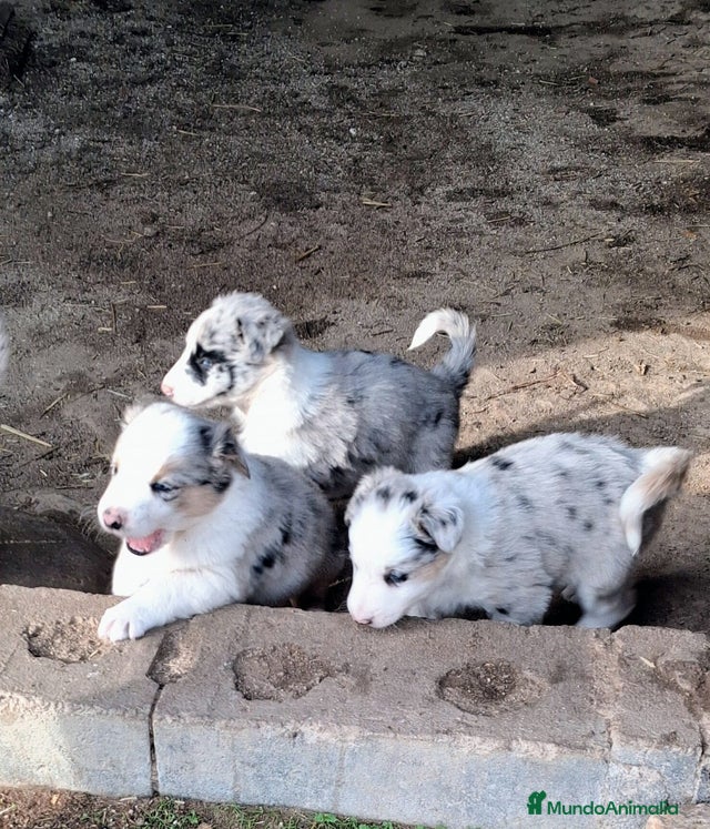 Boder collie en venta en Navalcarnero | MundoAnimalia