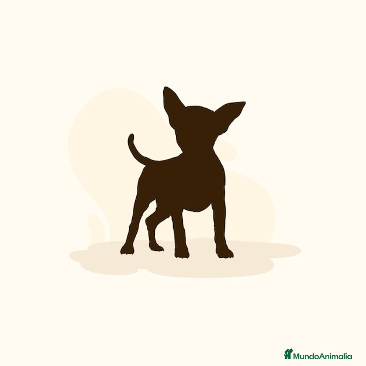 Whippet Perros Raza - Características, Fotos & Precio | MundoAnimalia