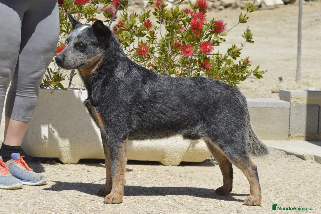 Perros en adopcion | MundoAnimalia