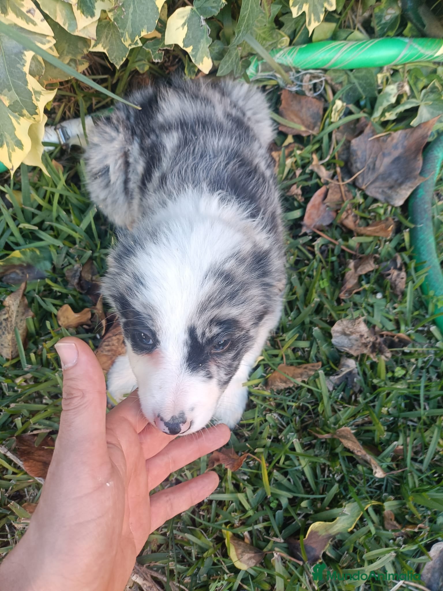 Border collie merle en venta en Cuevas del Campo | MundoAnimalia