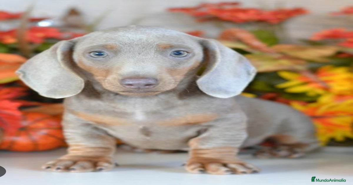 Tekel Isabella en venta en Madrid | MundoAnimalia