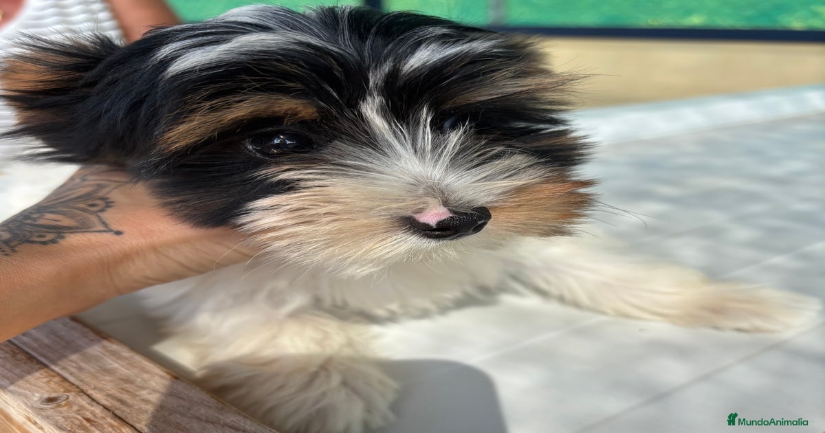CACHORRO DE YORKSHIRE BEAVER en venta en Santomera | MundoAnimalia