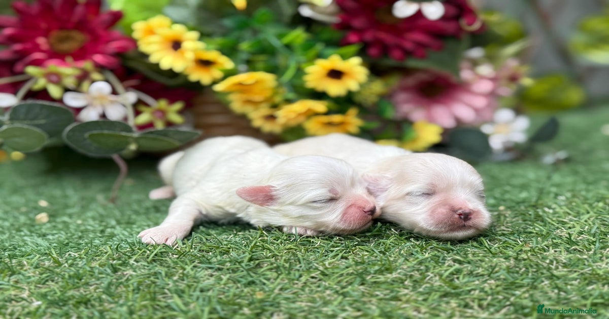 Bichón maltés mini toy en venta en Santa Fe | MundoAnimalia