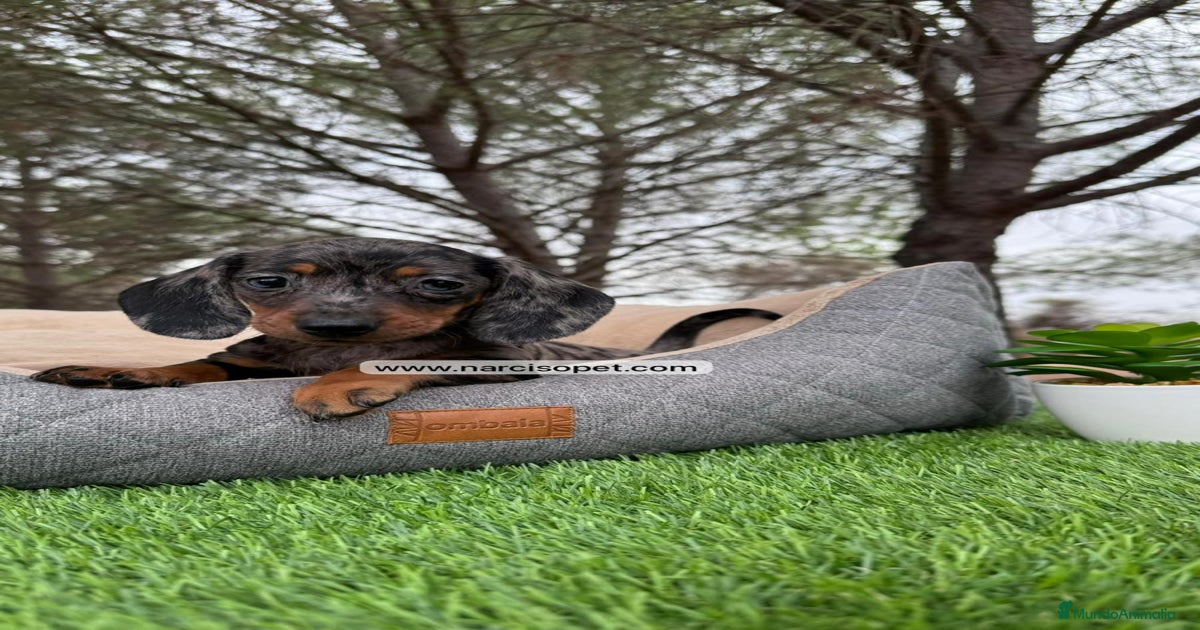TECKEL NEGRO Y PLATA MERLE en venta en Asturias | MundoAnimalia