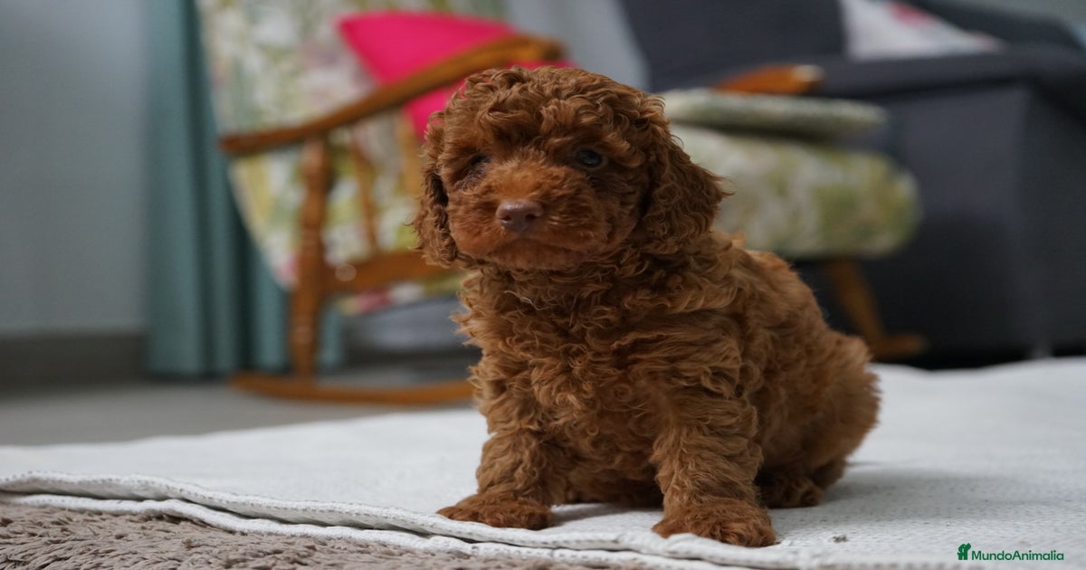 🐾 Gaspar – Caniche Toy Macho 🧡 en venta en Madrid | MundoAnimalia