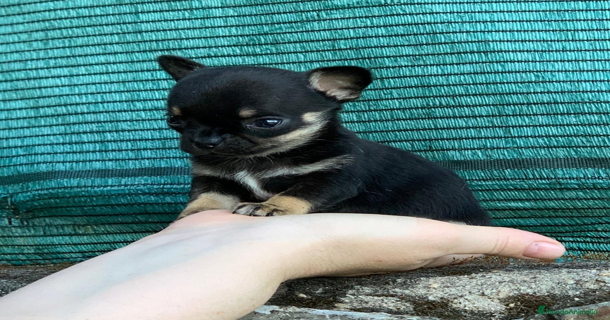 Machito diminuto en venta en Madrid | MundoAnimalia
