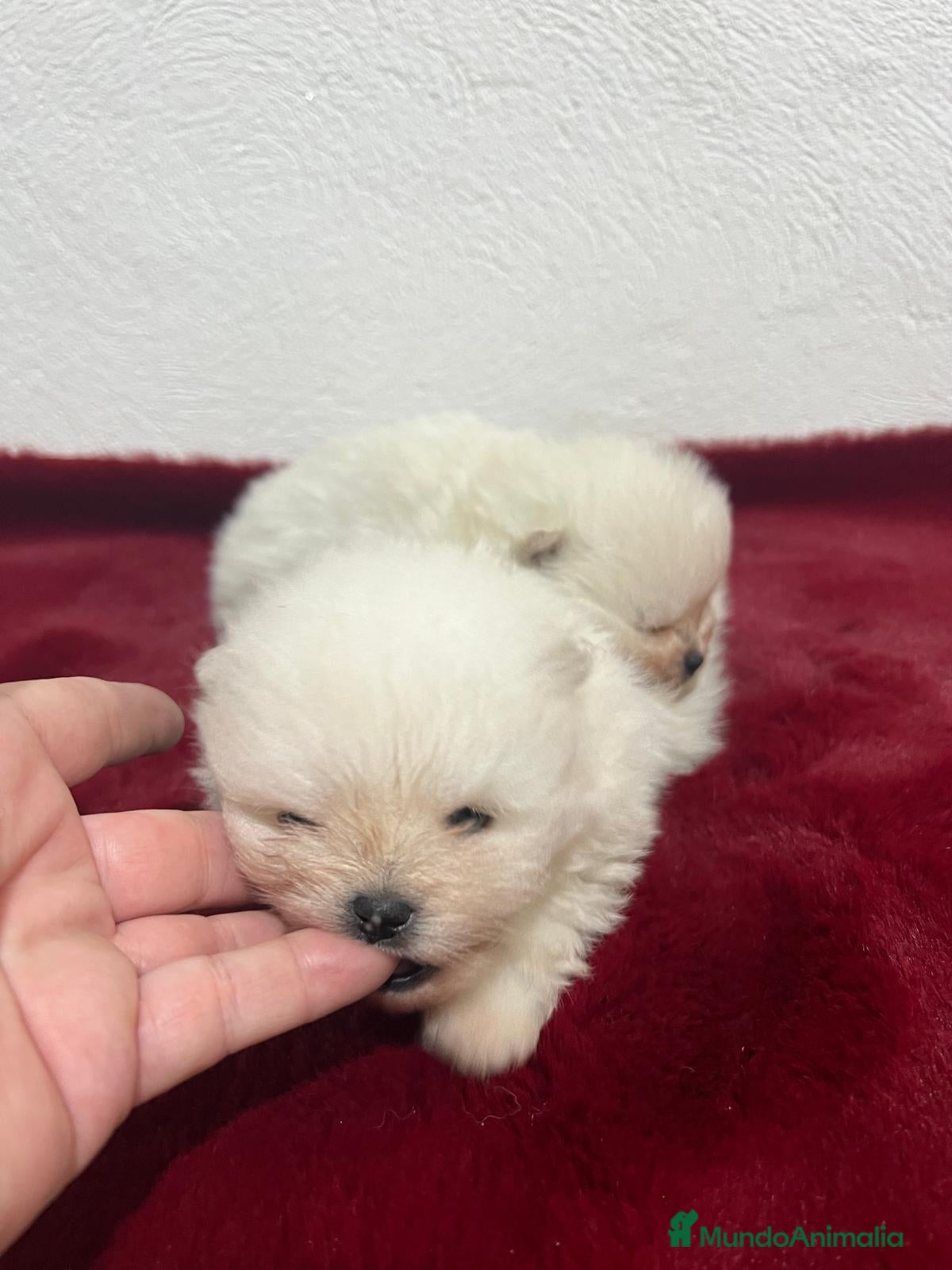 Perritos Chiquitos En Venta