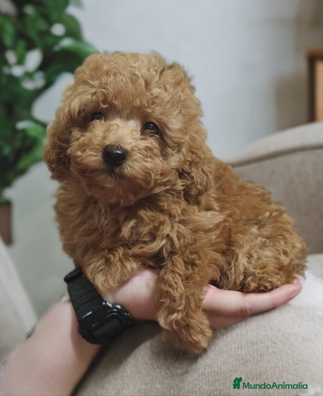 Machito de Caniche Toy en venta en Santomera | MundoAnimalia