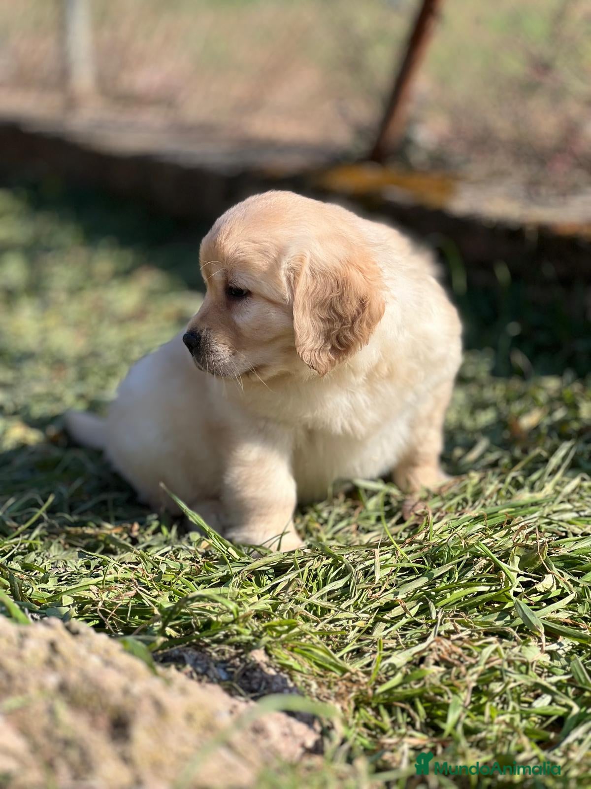 LABRADOR AMARILLO FLUFFY MACHO en venta en Barcelona | MundoAnimalia