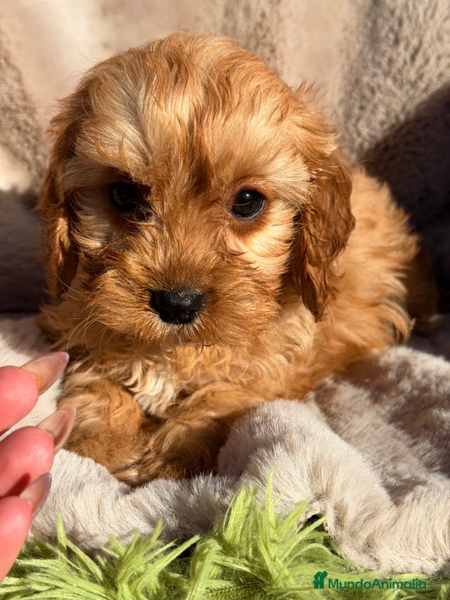 Cavapoo macho en venta en Piera | MundoAnimalia