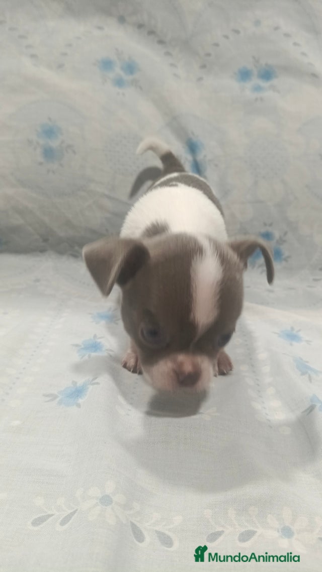 Chihuahua blue macho en venta en Málaga | MundoAnimalia